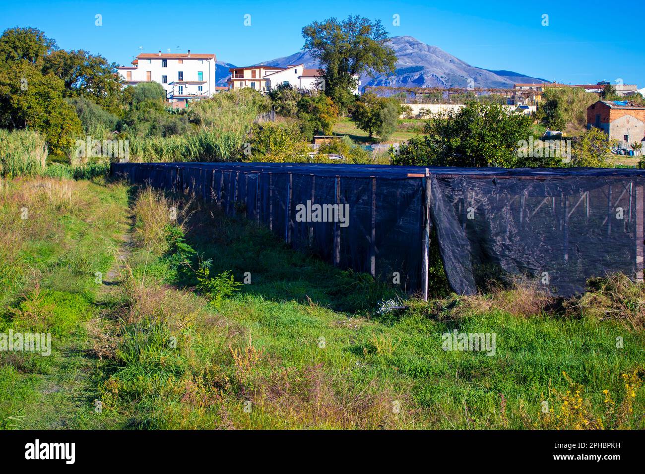 Greenhouse with Citron Fruits (Citrus medica). It is a Large Fragrant ...