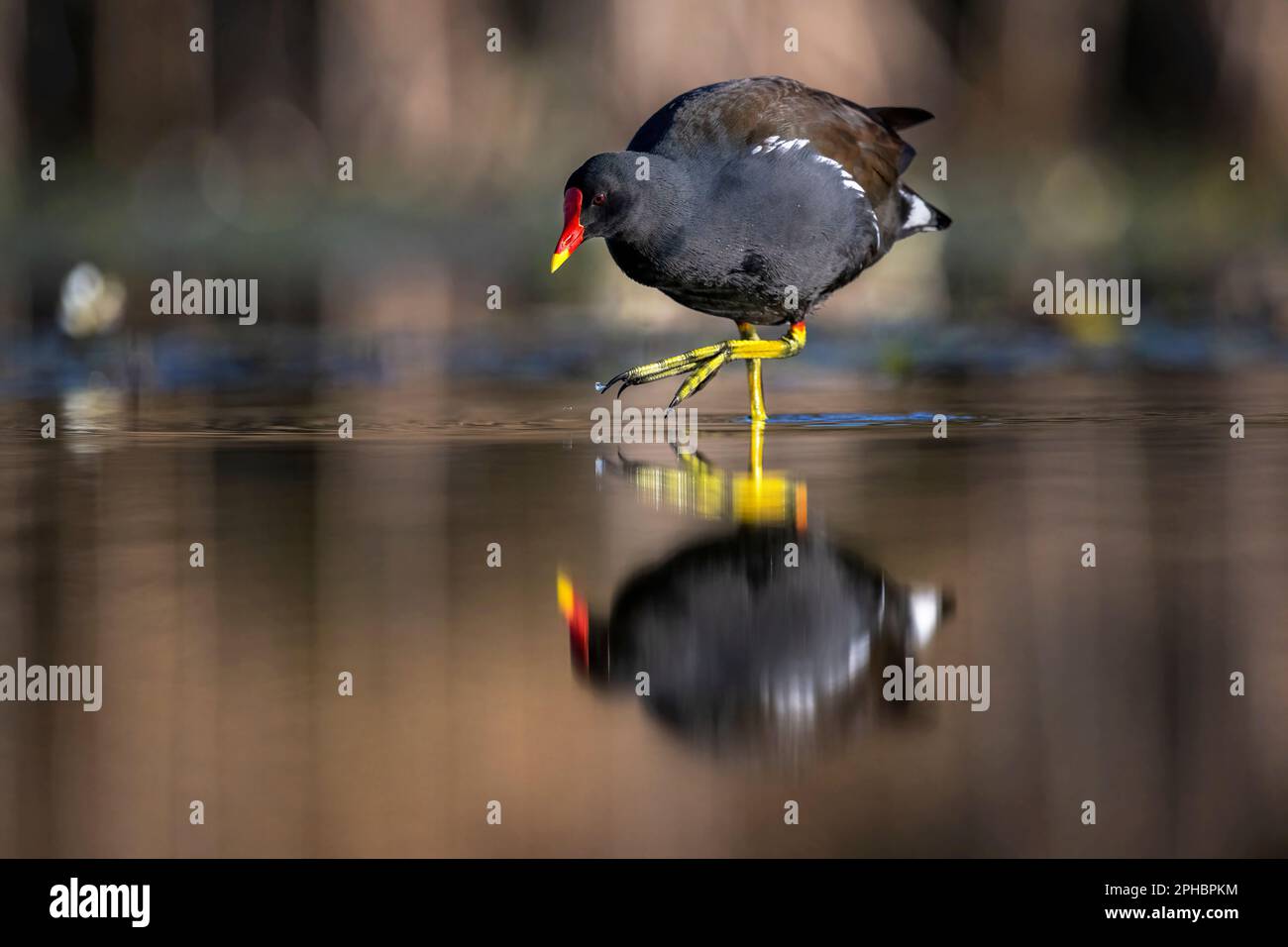 Landscape common gallinule chloropus hi-res stock photography and ...