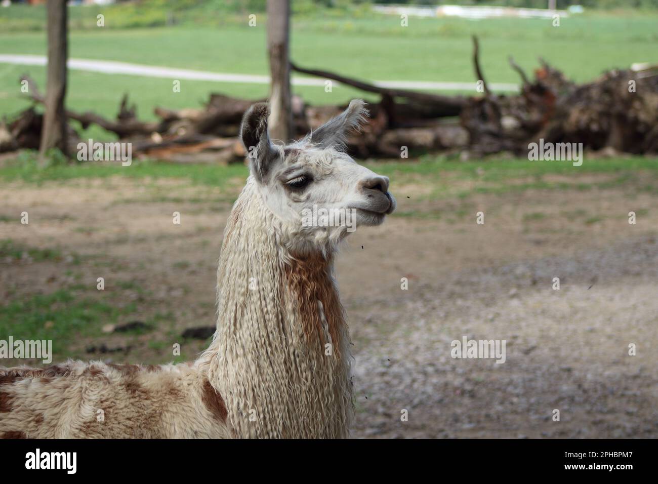 An adorable lama in its zoo enclosure, standing with its head held high ...
