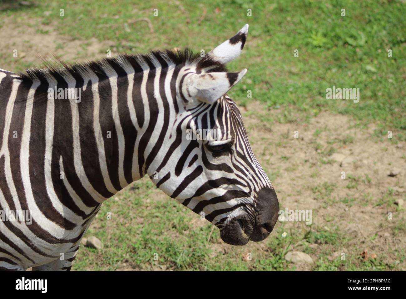 A black and white striped zebra stands in a lush green grassy field ...
