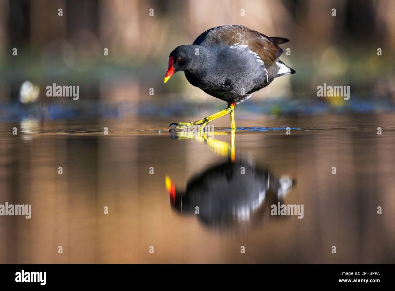 Moorhen landscape format hi-res stock photography and images - Alamy
