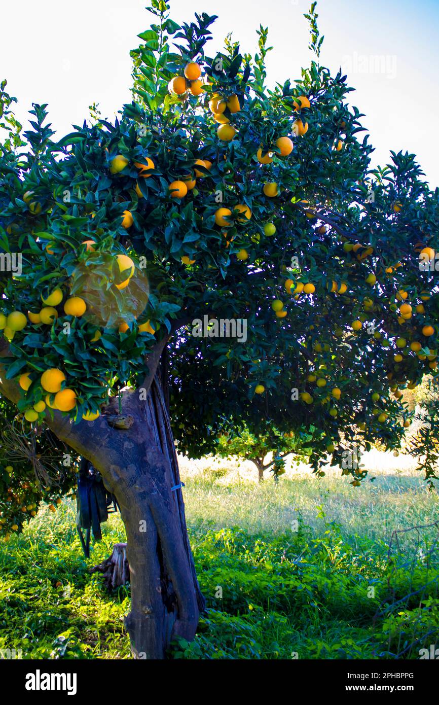 Citrus Grove. Orange Tree in Calabria, Italy. Citrus in Europe Stock ...