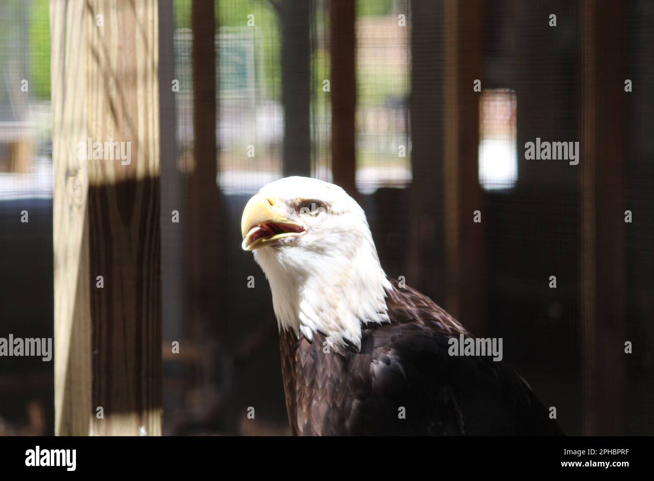 A majestic bald eagle in a wooden enclosure, illuminated by bright ...