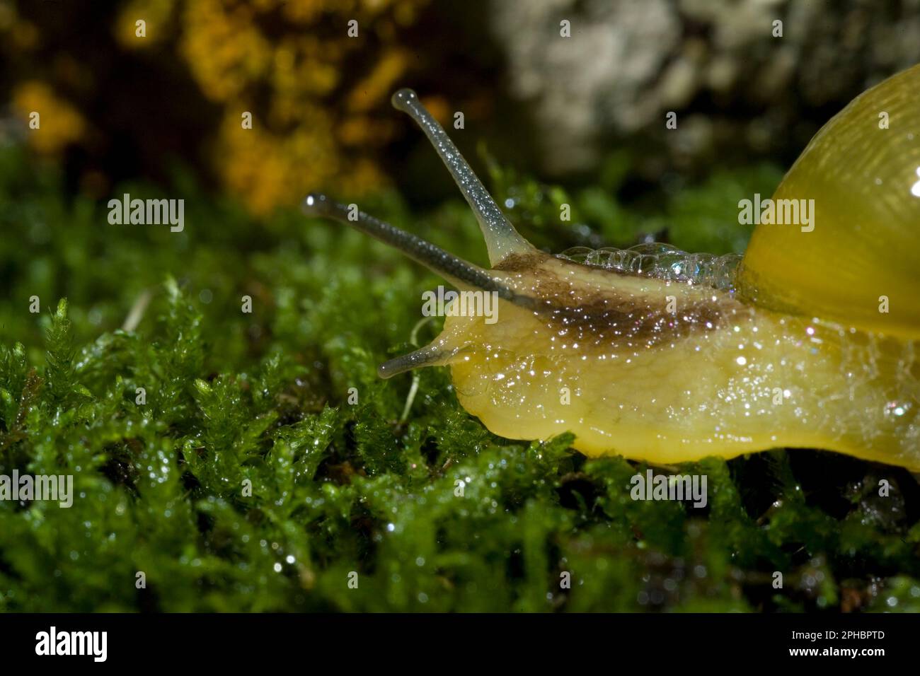 Land snail (Helix aperta syn: Cantareus apertus Stock Photo - Alamy