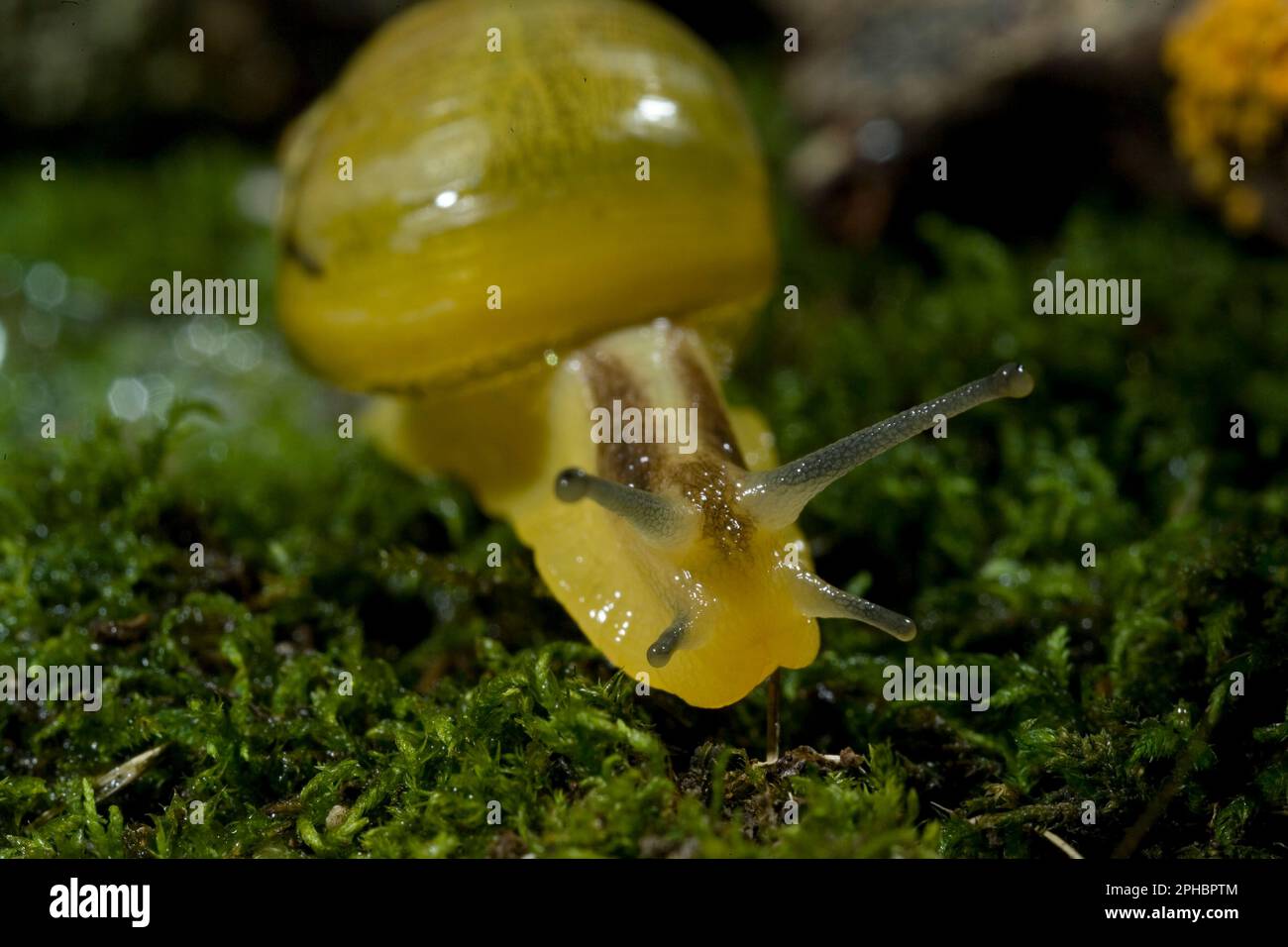 Land snail (Helix aperta syn: Cantareus apertus Stock Photo - Alamy