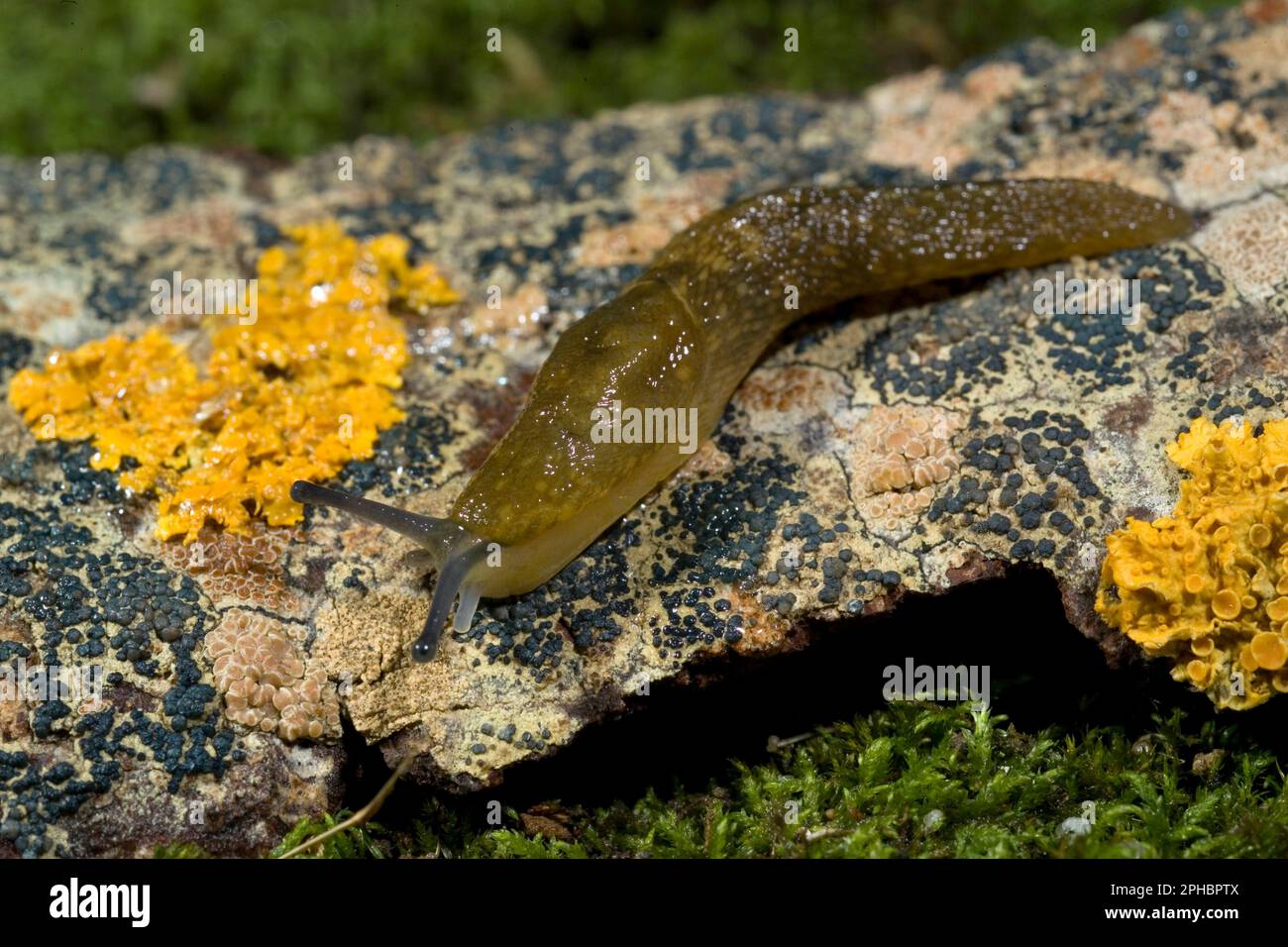Slug (Limacus flavus) Sassari, Sardegna, Italy Stock Photo - Alamy