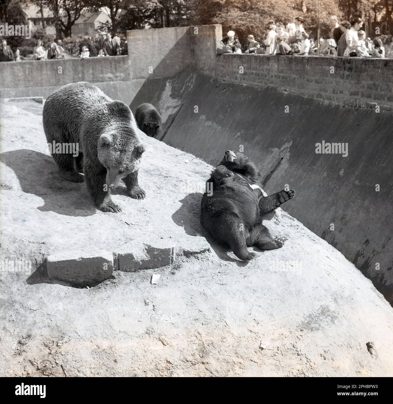 1950s, historical, three himalayan bears one large, ther other two ...