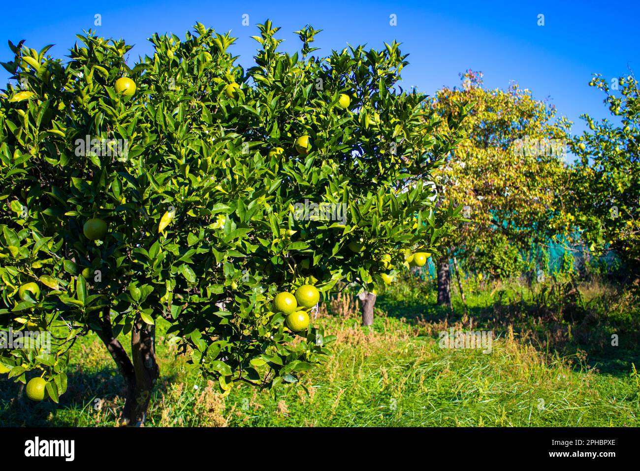 Lemons on the Trees. Blossoming Citrus Trees with Fruits. Citrus Garden ...