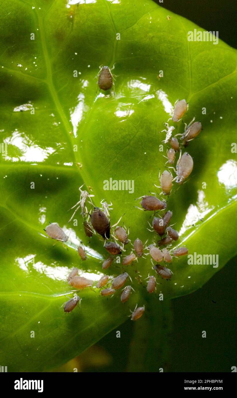 Green peach aphid hi-res stock photography and images - Alamy