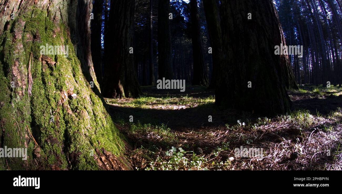 Redwood, Sequoia, Vallicciola, Monte Limbara. Tempio, OT, Sardegna ...