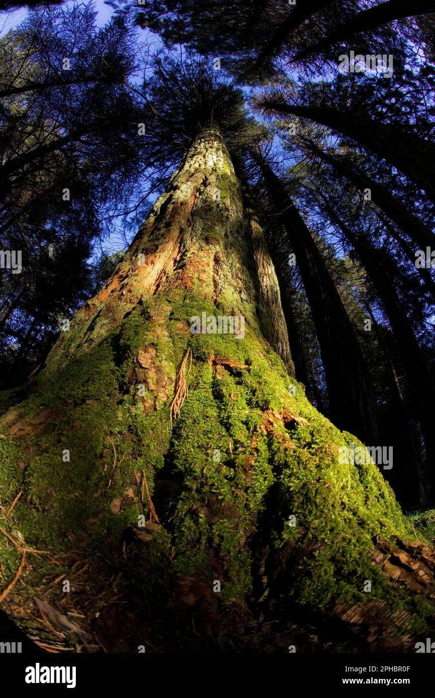 Redwood, Sequoia, Vallicciola, Monte Limbara. Tempio, OT, Sardegna ...