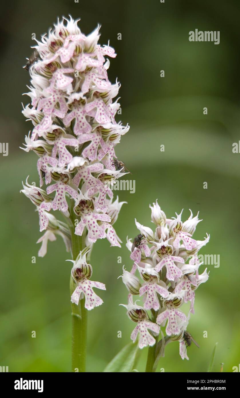 Orchidee spontanee selvatiche hi-res stock photography and images - Alamy
