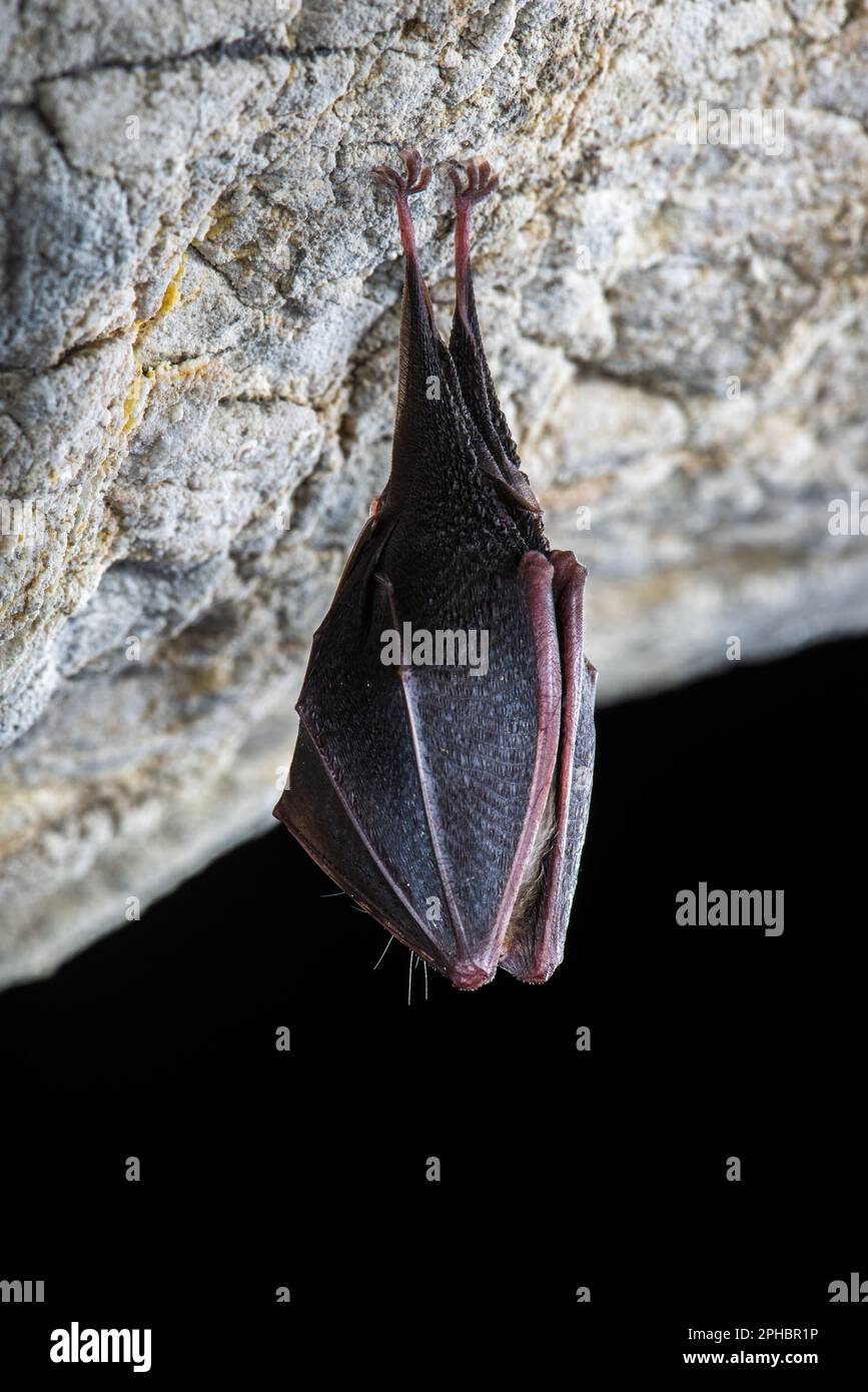 Close up sleeping horseshoe bat (Rhinolophus hipposideros) hanging ...