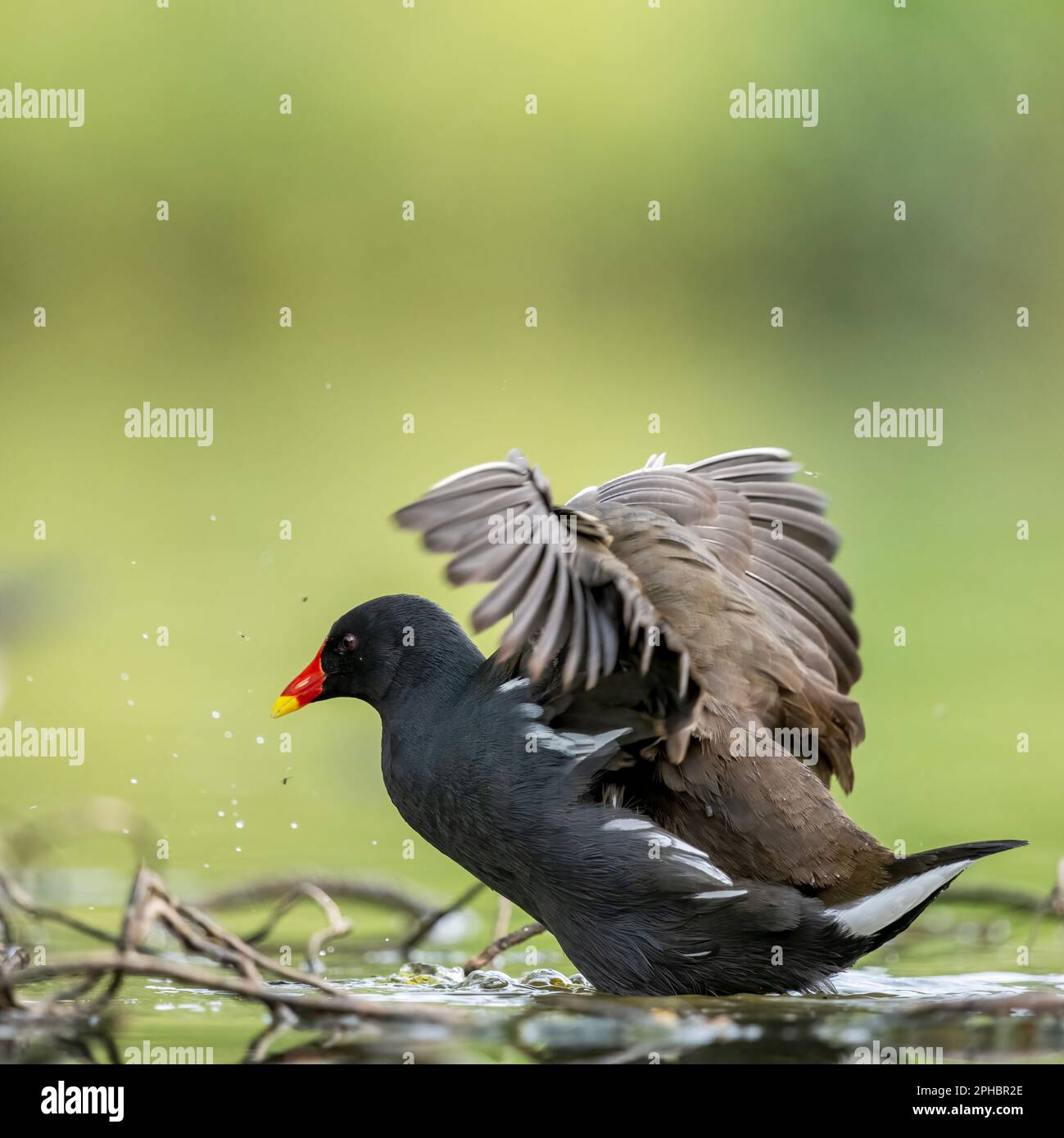 Moorhen, gallinula chloropus Stock Photo - Alamy
