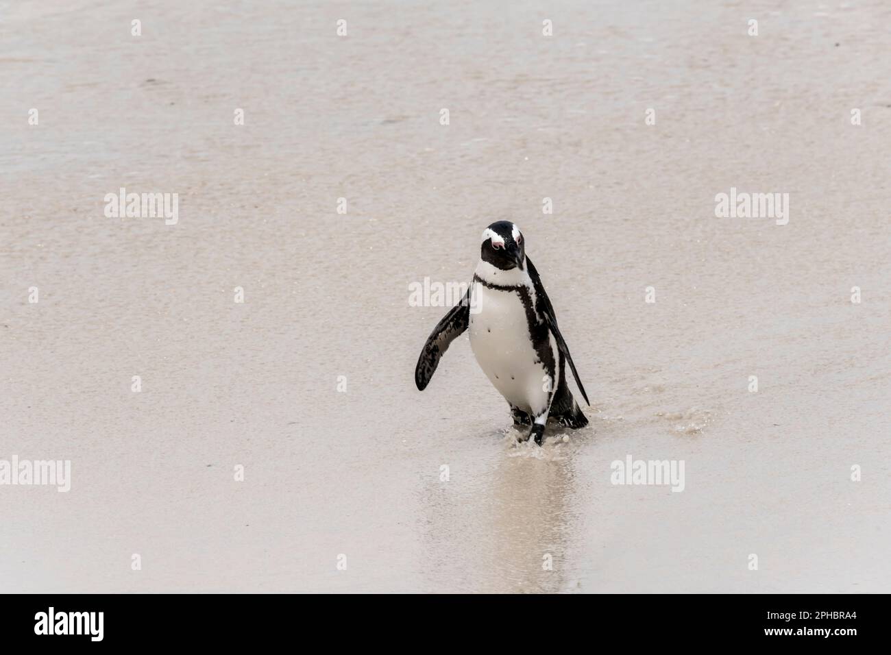 penguin dodging backwash on water edge at Boulders beach, shot in ...