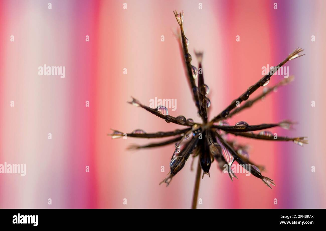 Dripping of water hi-res stock photography and images - Alamy