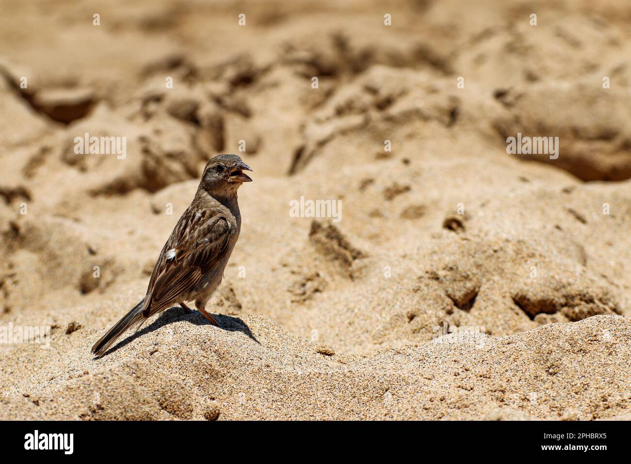Tropical beach birds hi-res stock photography and images - Alamy