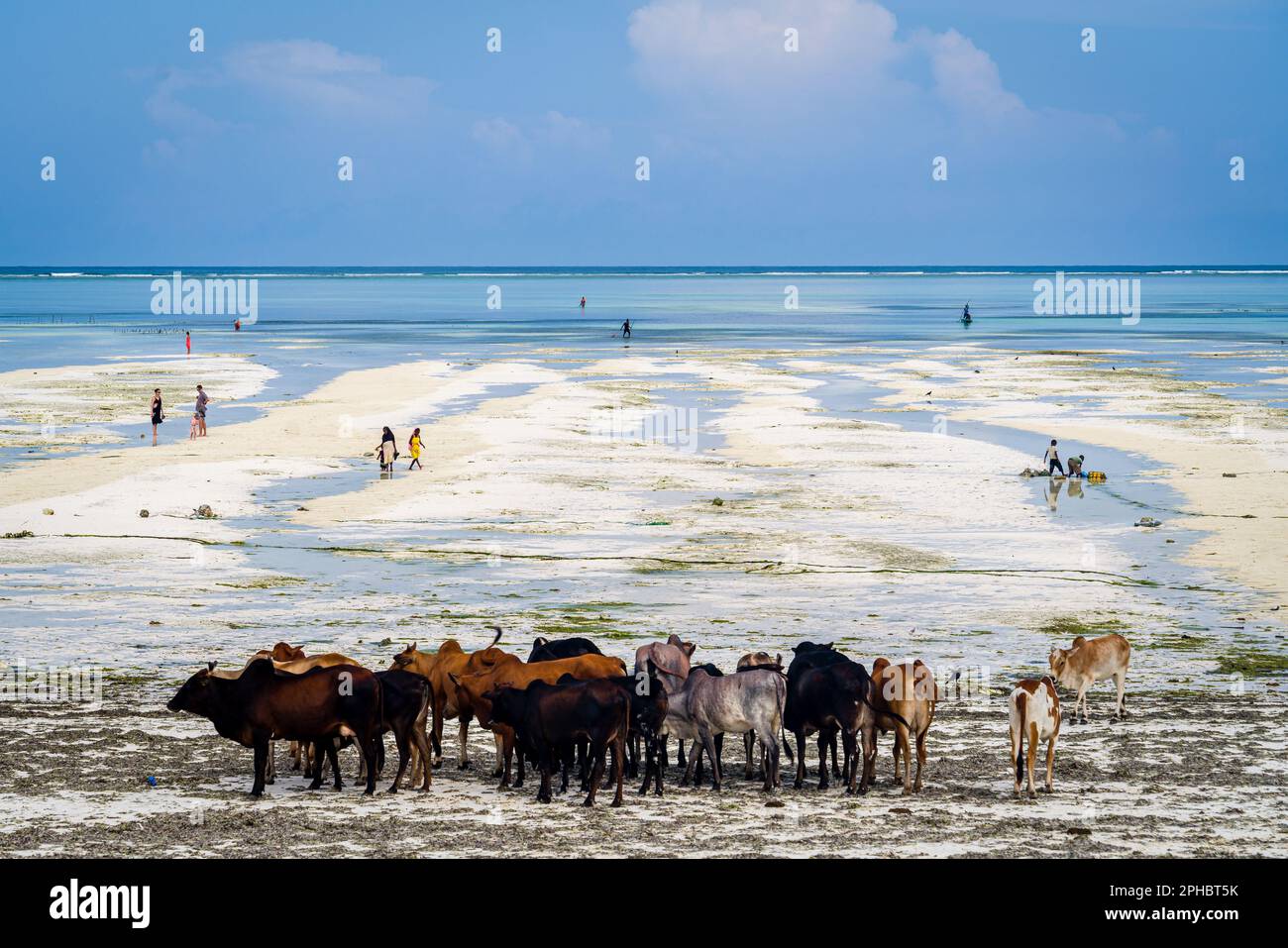 A herd of cows leisurely strolling along a golden sandy beach with a ...
