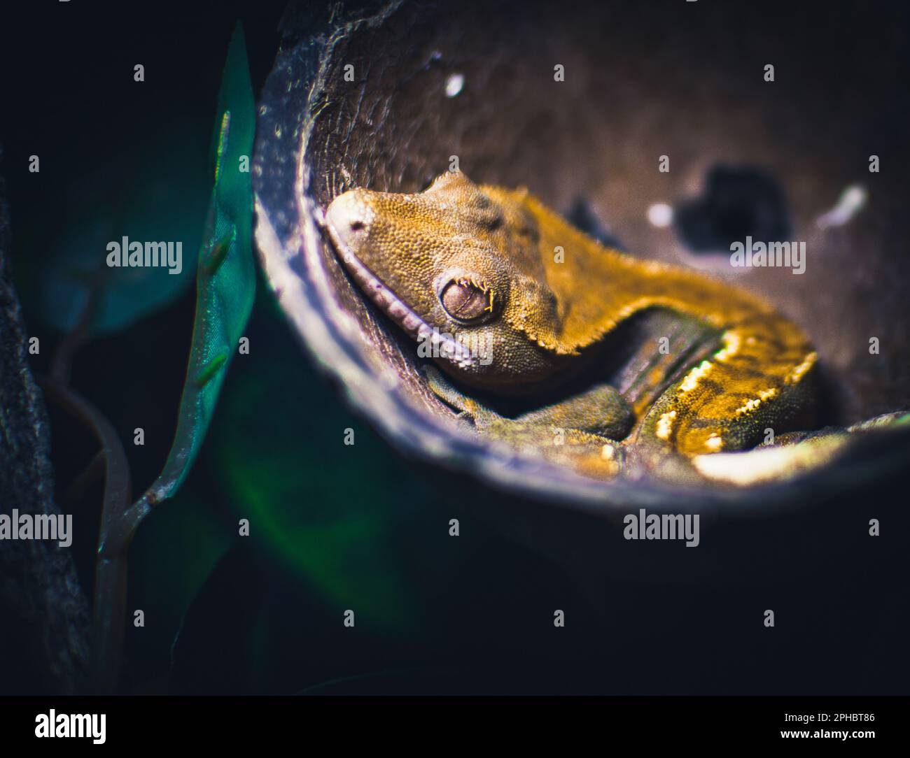 my beautifull crested geckos in terrariurm Stock Photo - Alamy