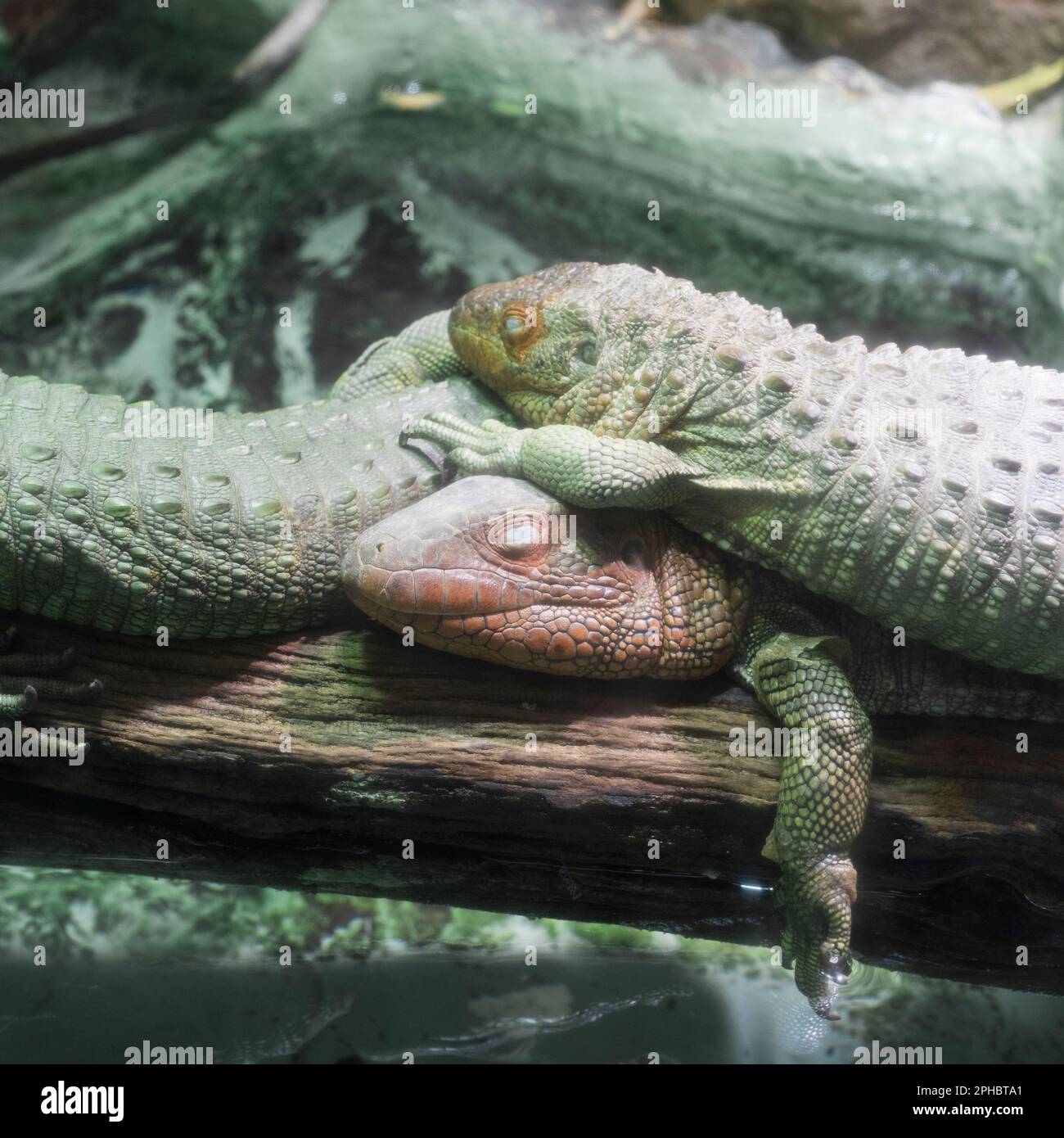 Biopark rome hi-res stock photography and images - Alamy