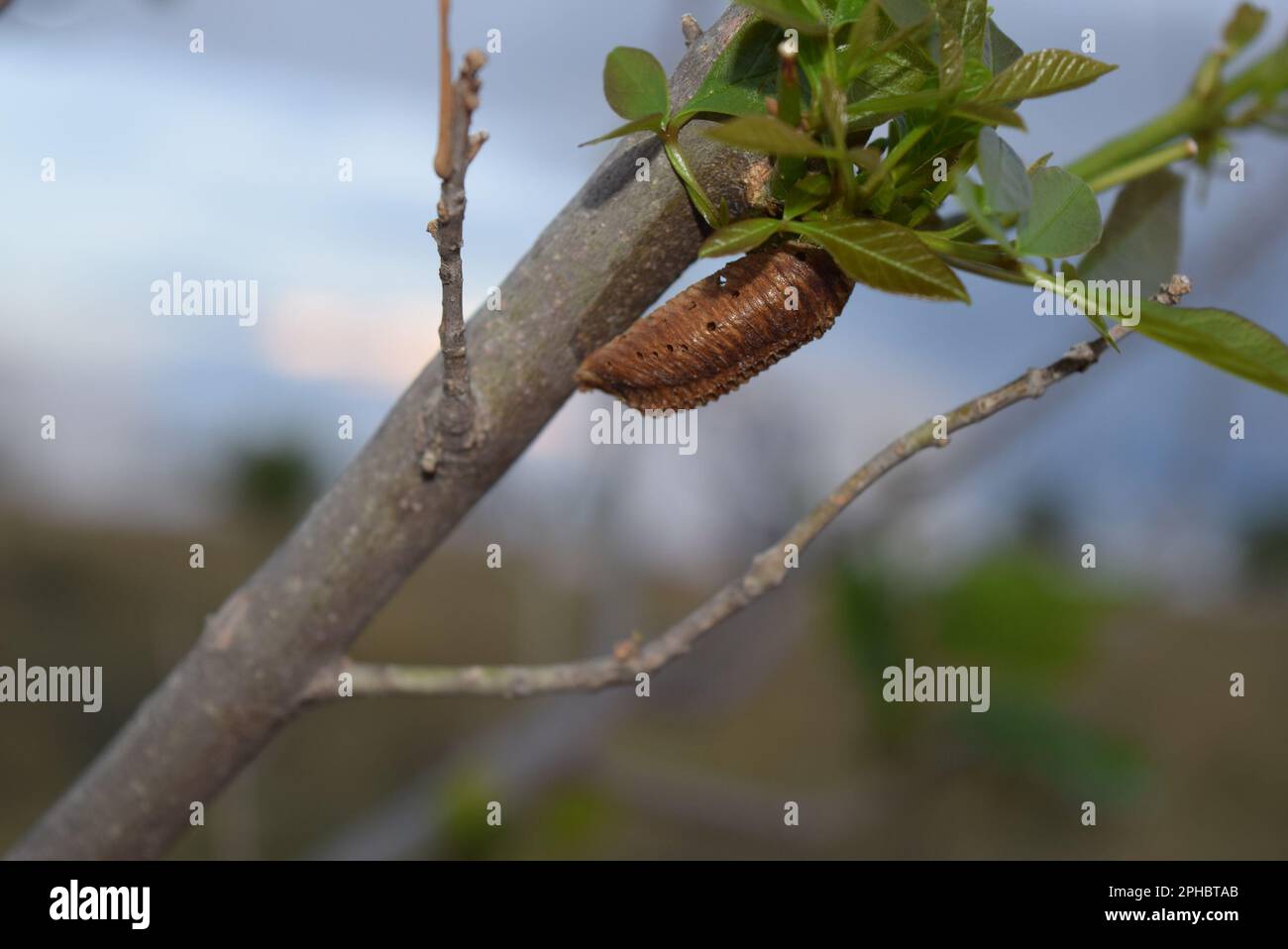 Bebé de nacimiento hi-res stock photography and images - Alamy