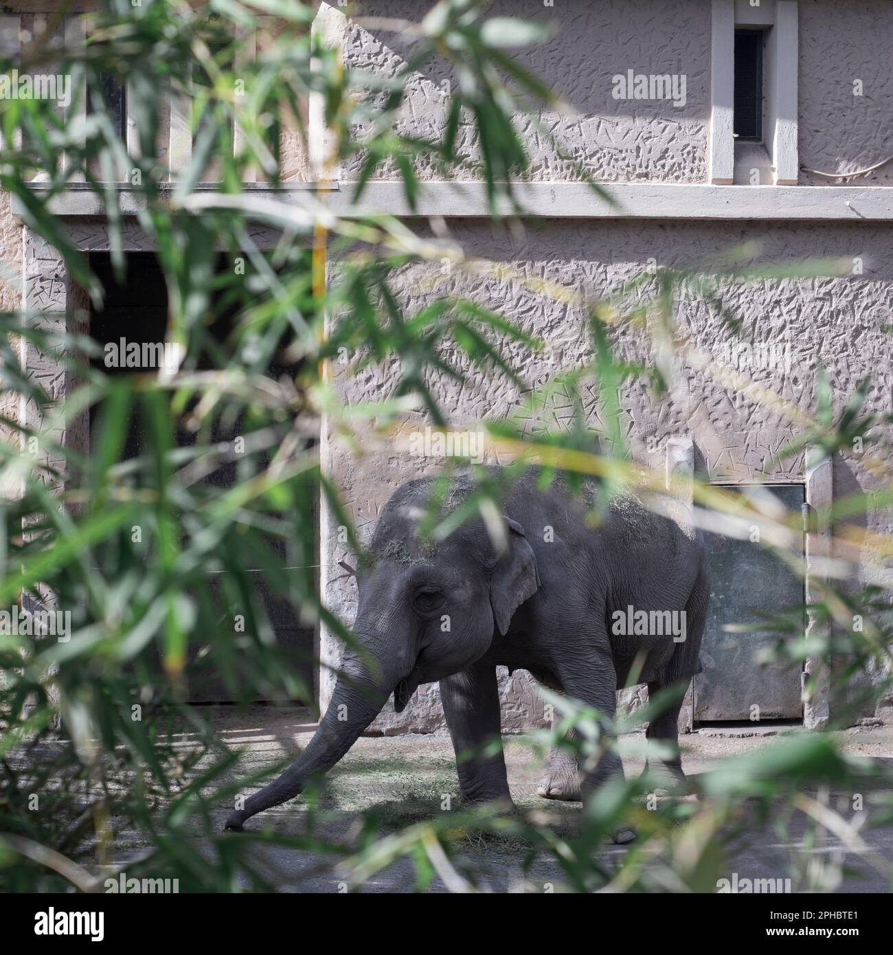 An elephant feeds at the biopark Stock Photo - Alamy