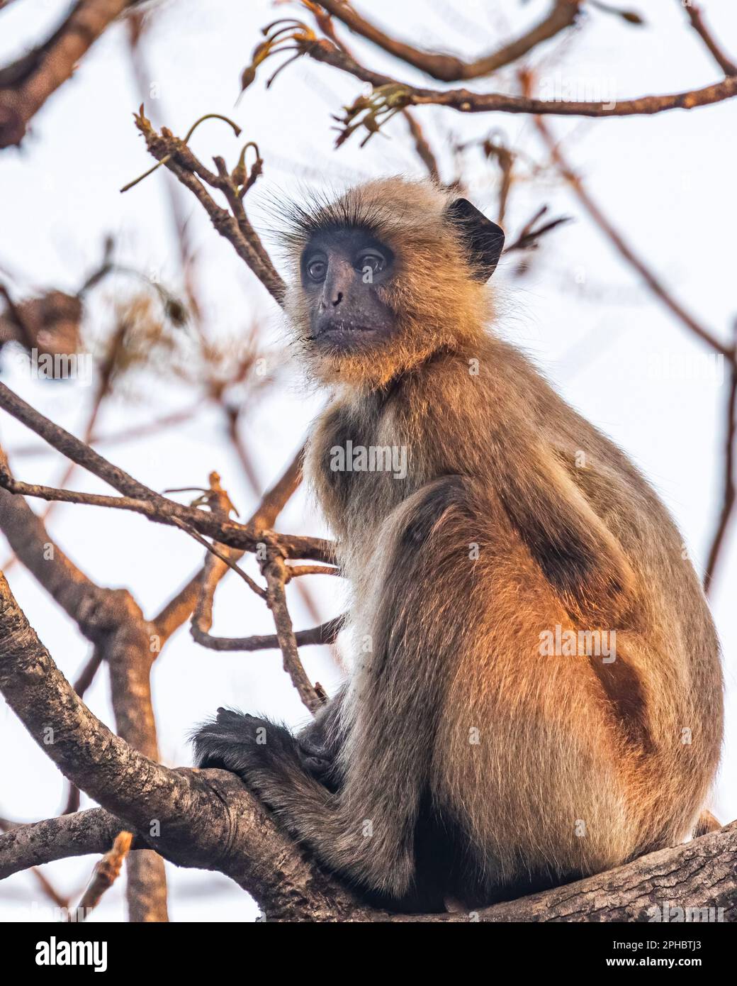 Grey langoor hi-res stock photography and images - Alamy