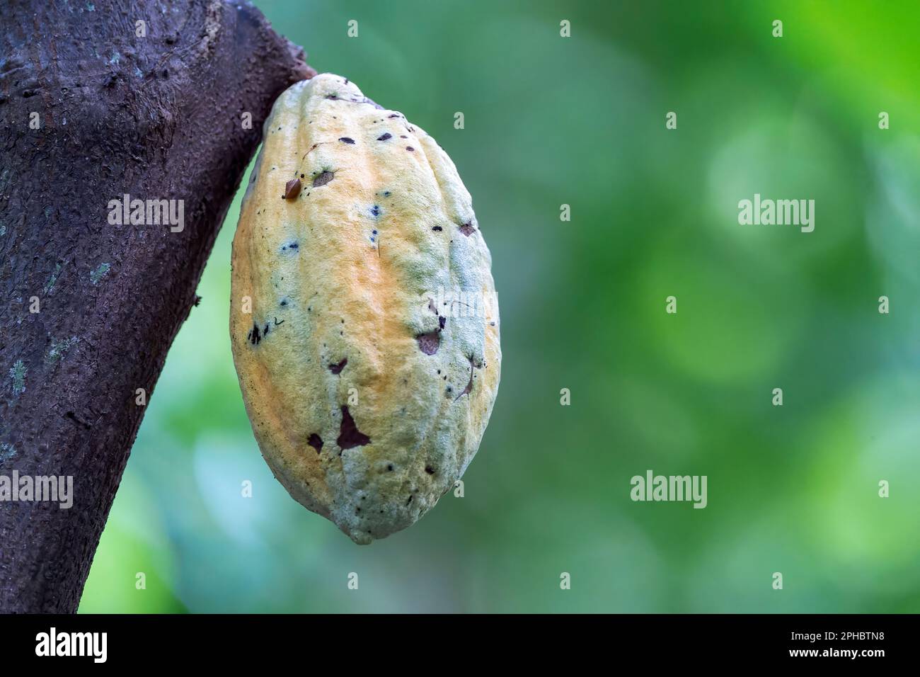 cacao, Theobroma cacao, fruit of the plant, attached to tree, Honduras ...