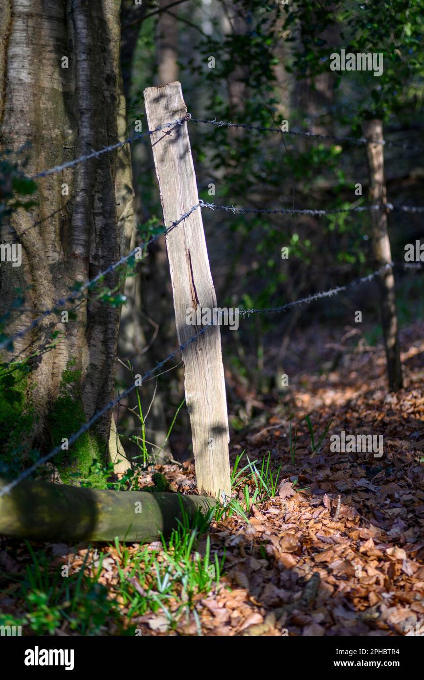 Wooden fence post with barbed wire on the edge of woodland Stock Photo ...