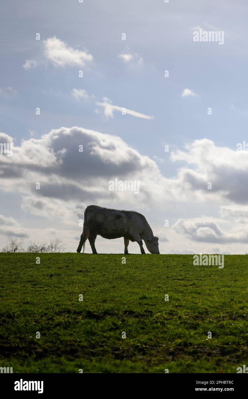 Backlit animal hi-res stock photography and images - Alamy