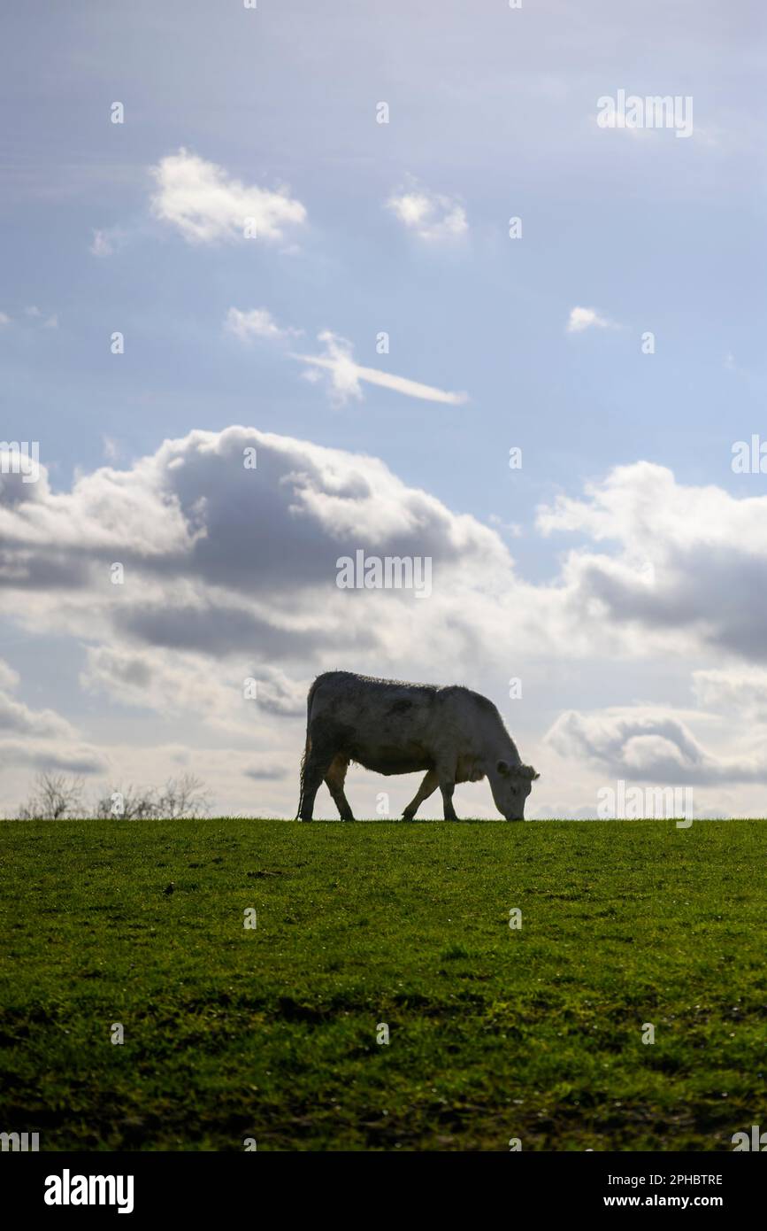 Cow on a hill backlit with bright sunlight Stock Photo - Alamy