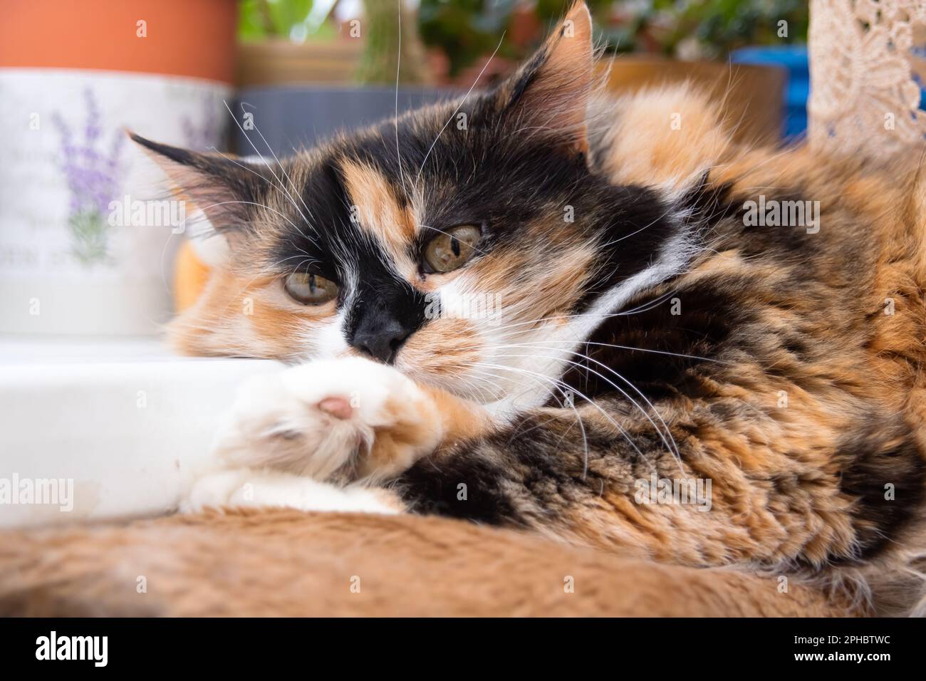 Three-color cat with yellow eyes close up portrait Stock Photo - Alamy