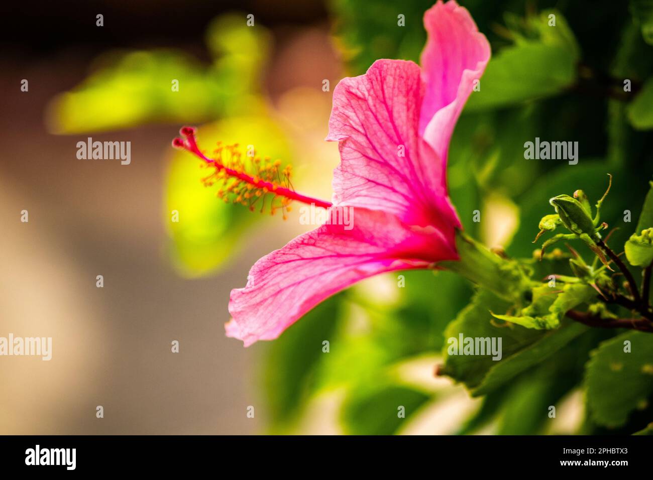 Tropical pink hibiscus hi-res stock photography and images - Alamy