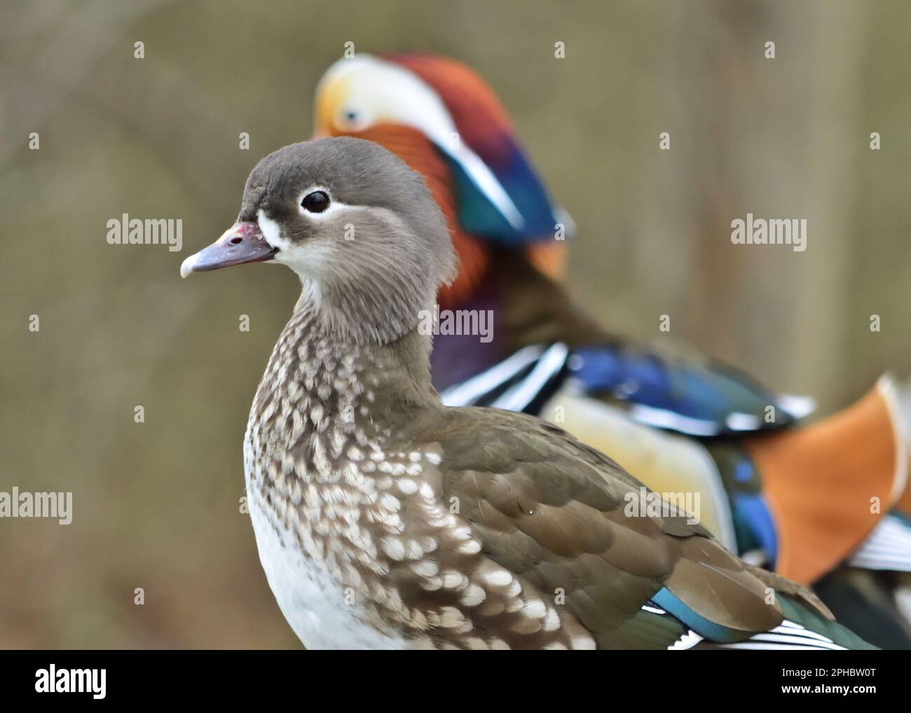 Mandarin ducks (Aix galericulata Stock Photo - Alamy