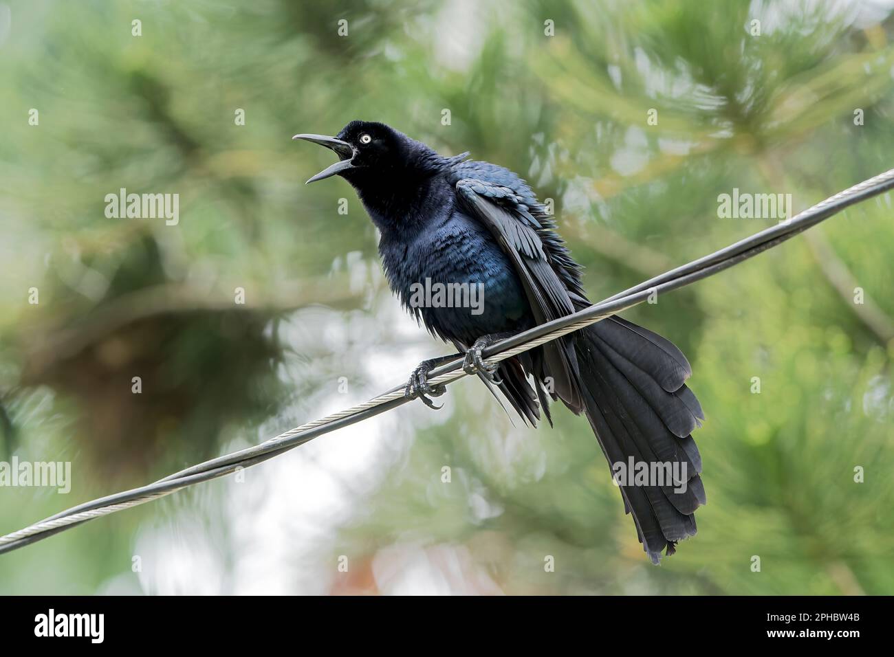 great-tailed grackle, Quiscalus mexicanus, single adult male perched on ...