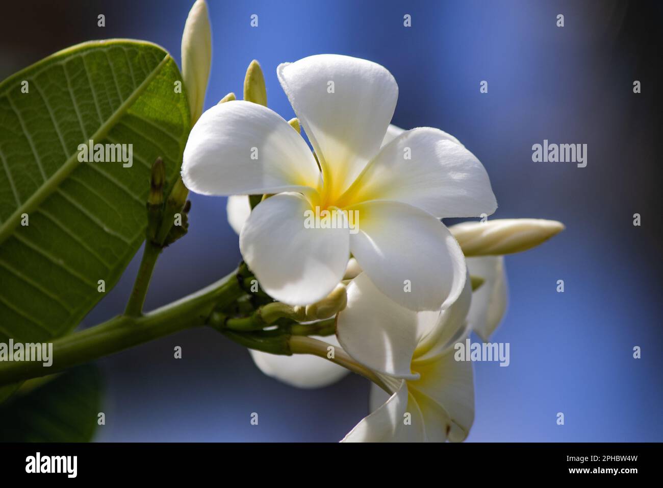 Hawaiian botany hi-res stock photography and images - Alamy