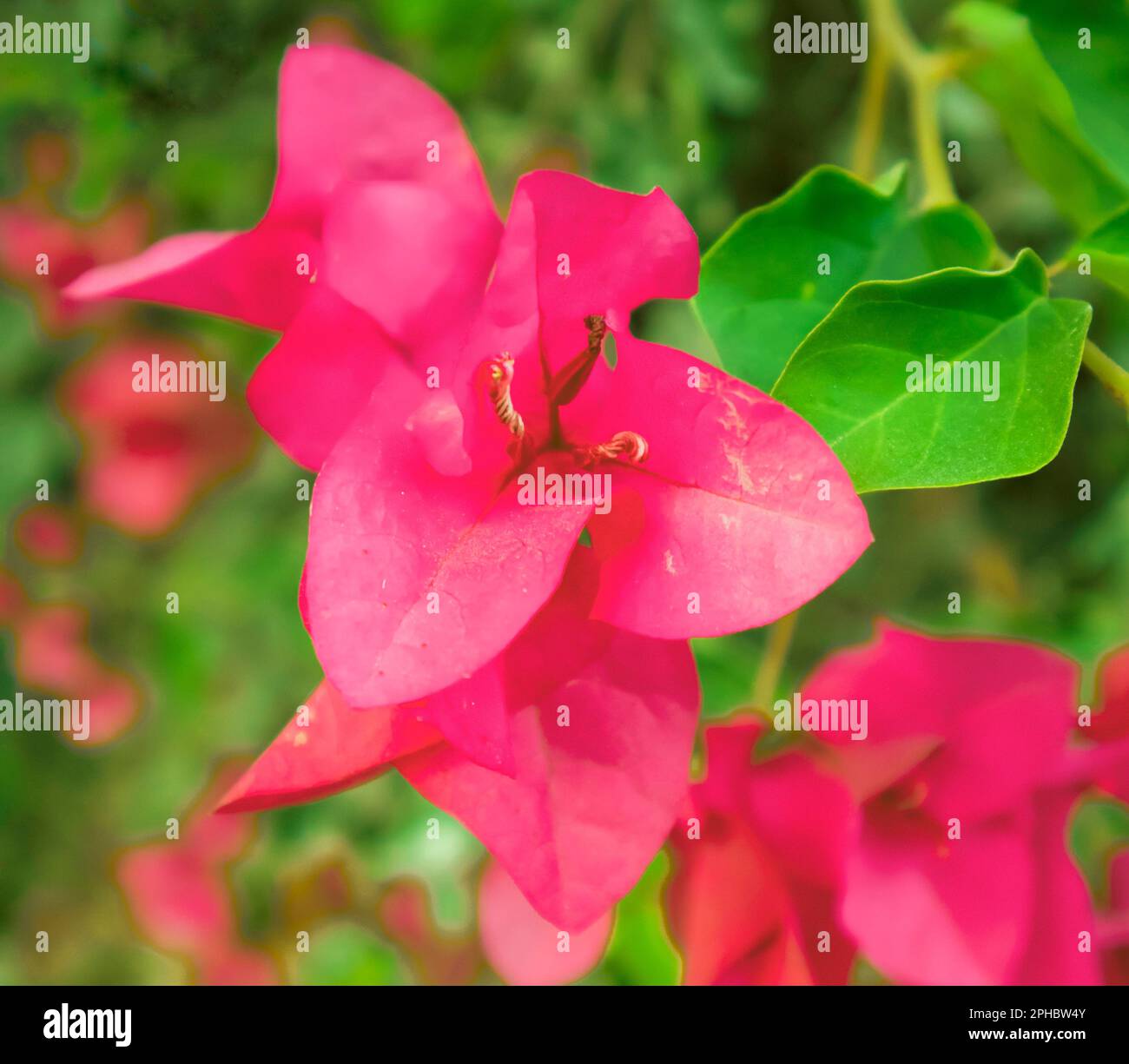 Pink flower between green leaves Stock Photo - Alamy
