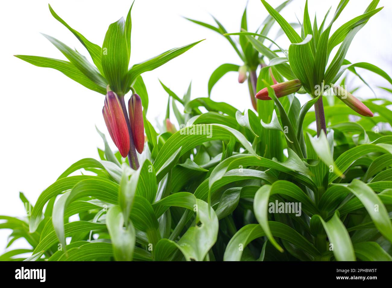 Orange royal grouse flowers with green foliage in the garden ...