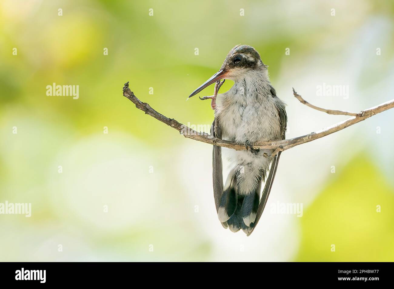 green-breasted mango hummingbird, Anthracothorax prevostii, adult ...