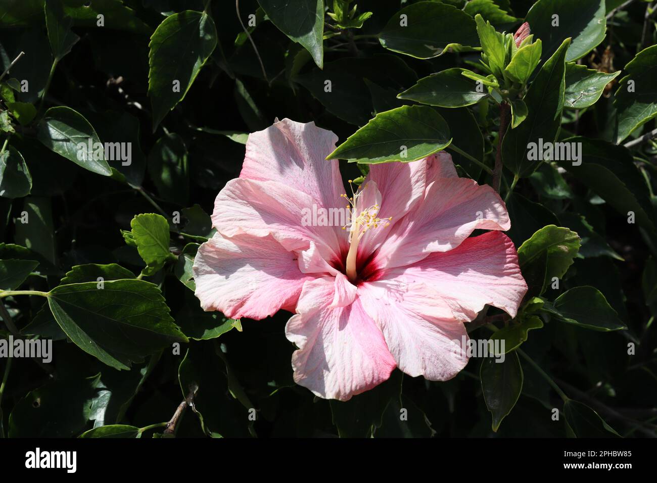 Pink flower between green leaves Stock Photo - Alamy
