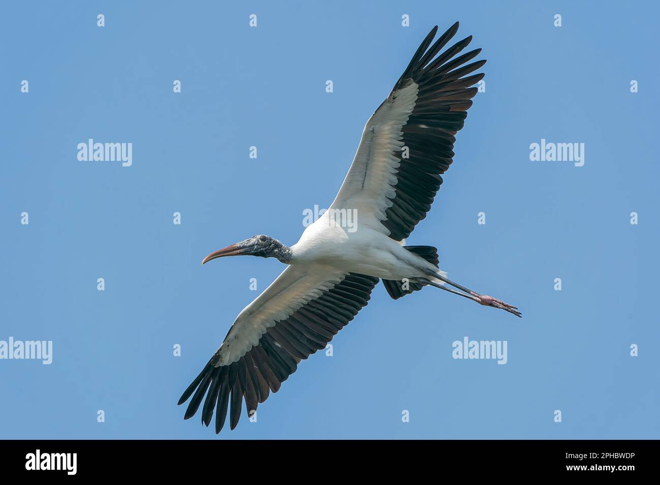 Nature reserve florida usa stork hi-res stock photography and images ...