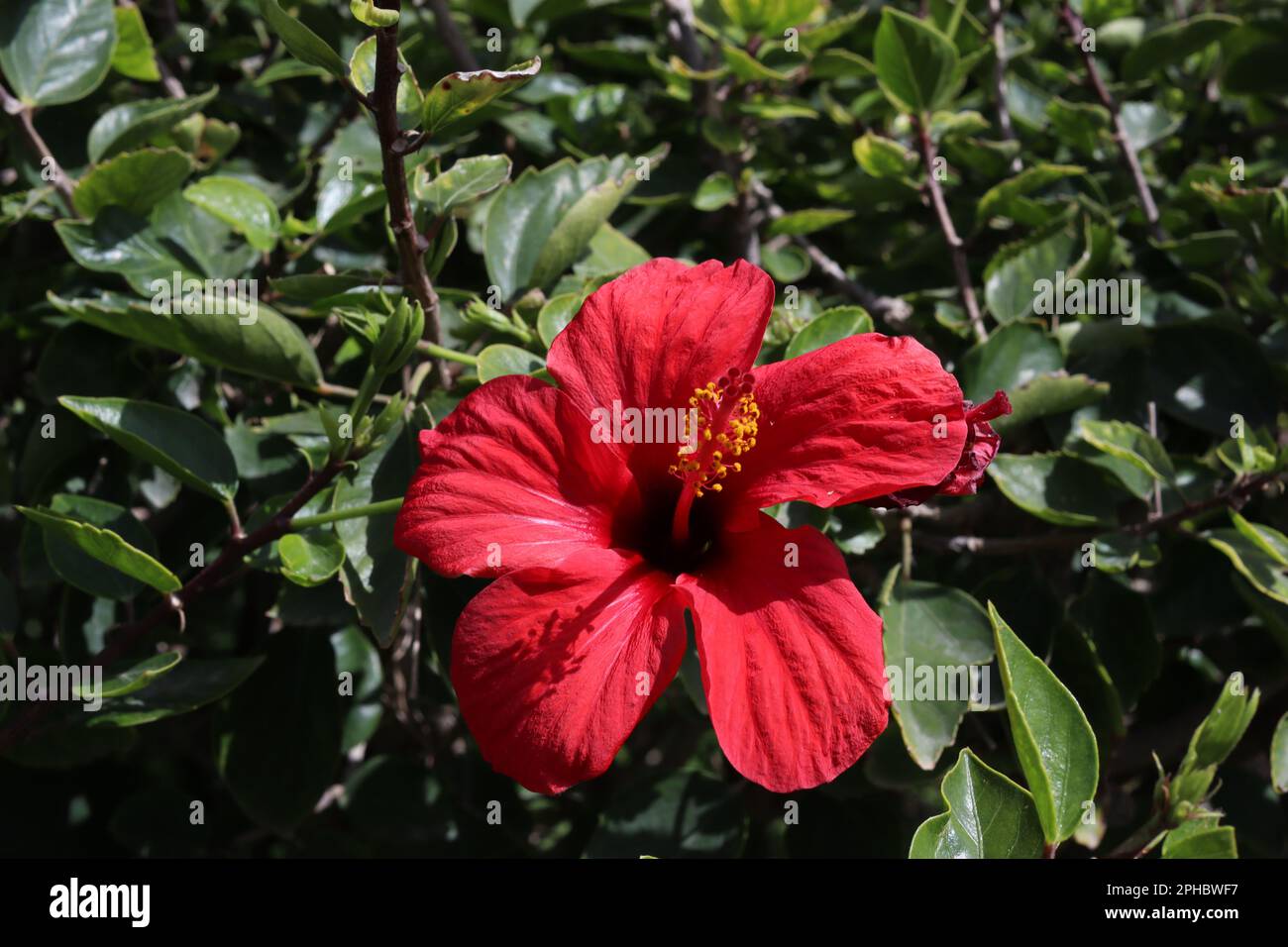 Red flower between green leaves Stock Photo - Alamy