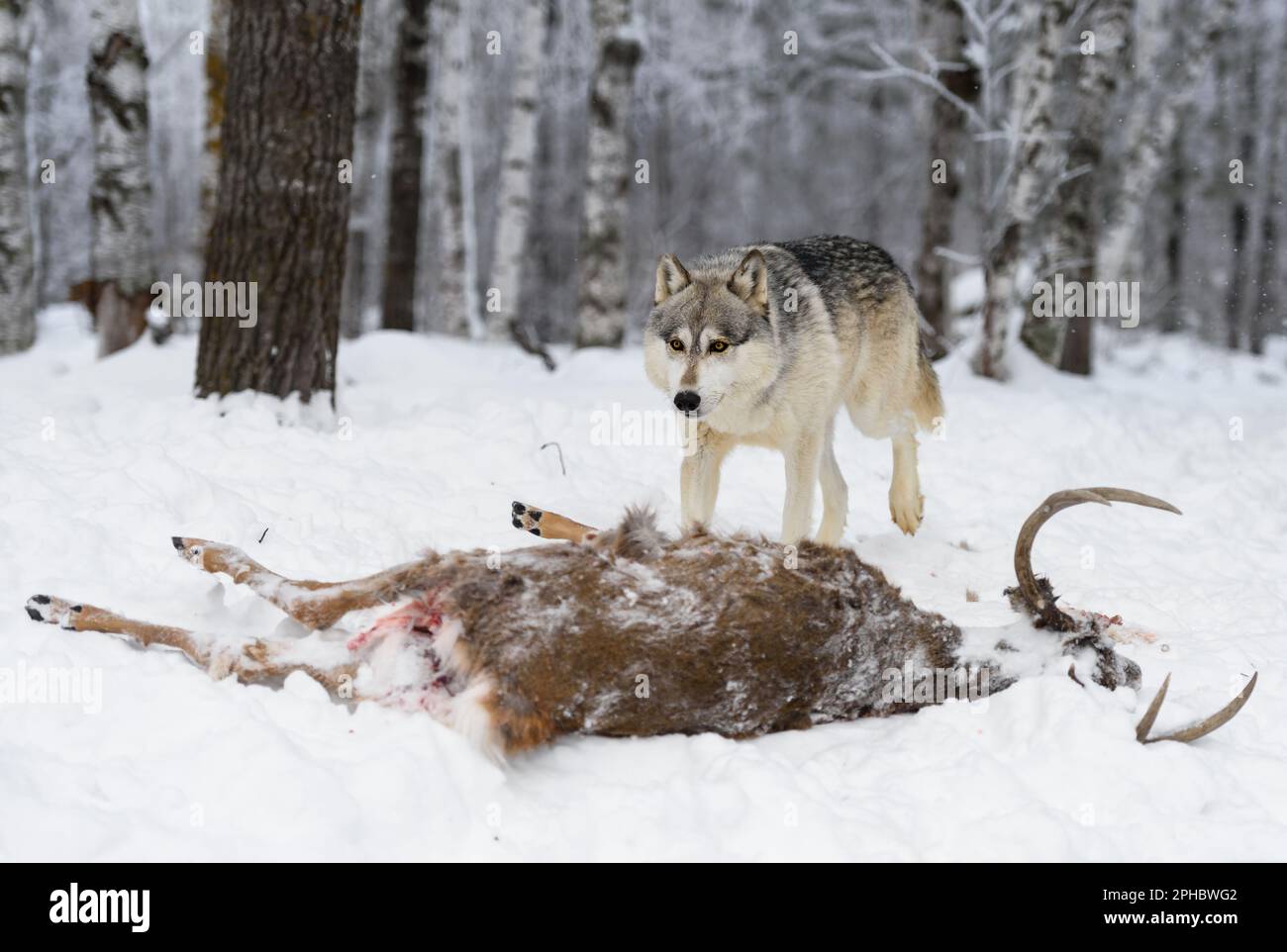 Wolf (Canis lupus) Trots to Body of White-Tail Deer Winter - captive ...