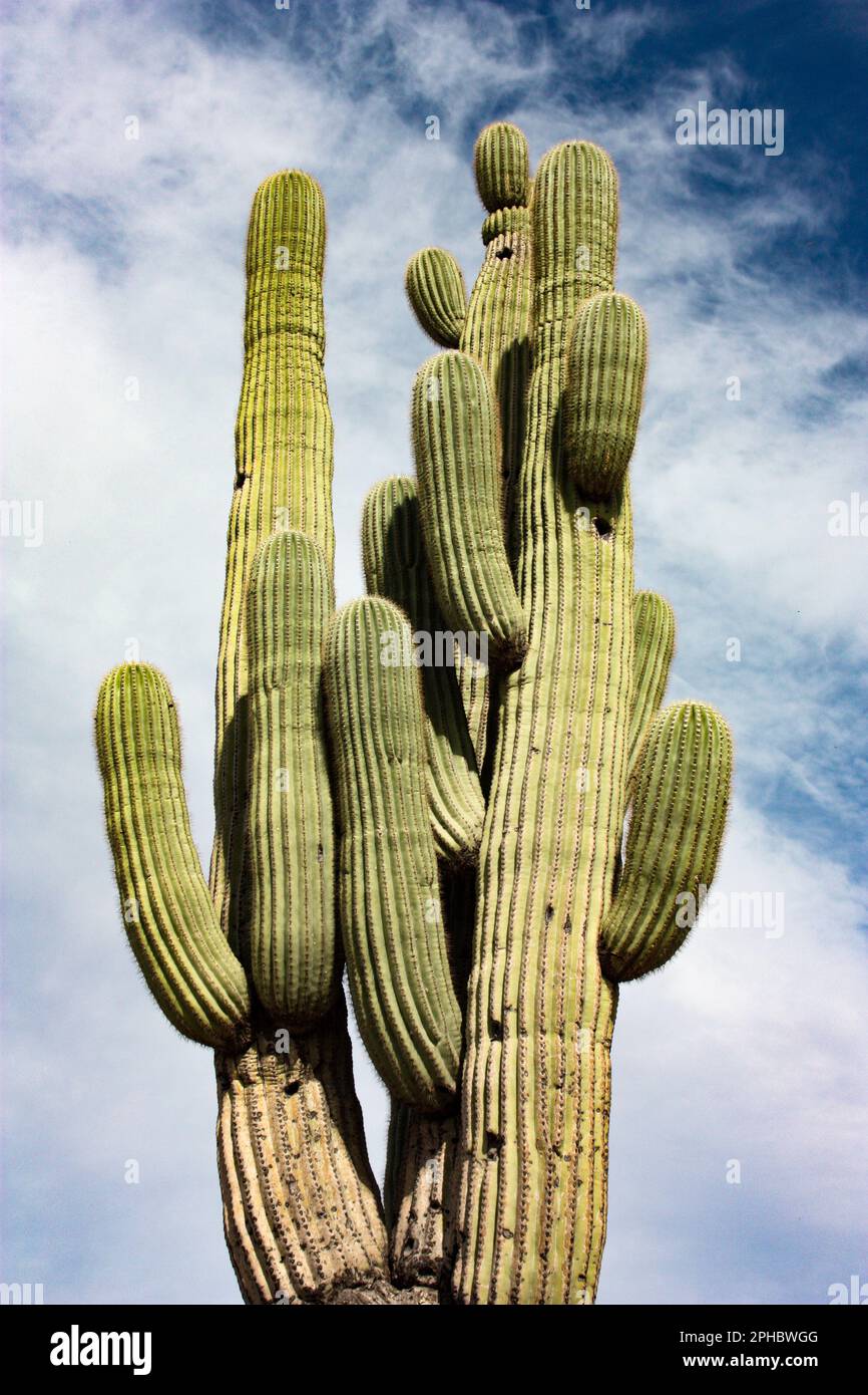 Cactus with lots of arms hi-res stock photography and images - Alamy