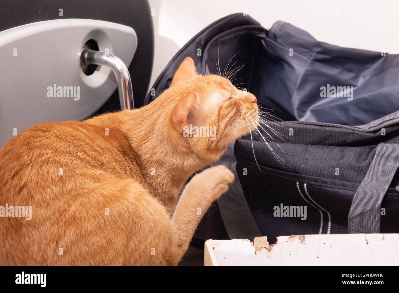 Cat scratches table hi-res stock photography and images - Alamy
