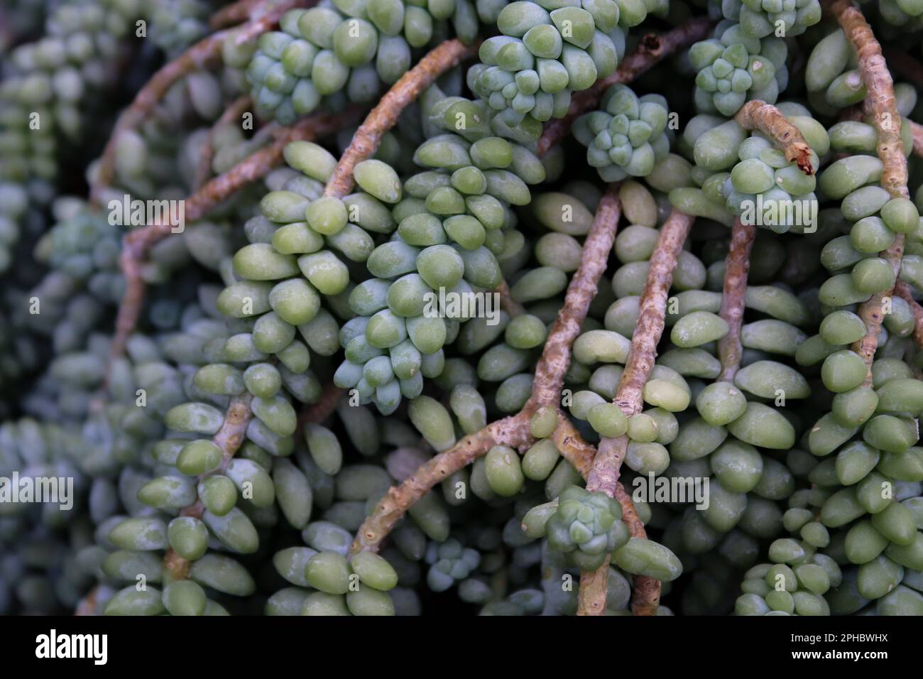 Donkey tail cactus hi-res stock photography and images - Alamy