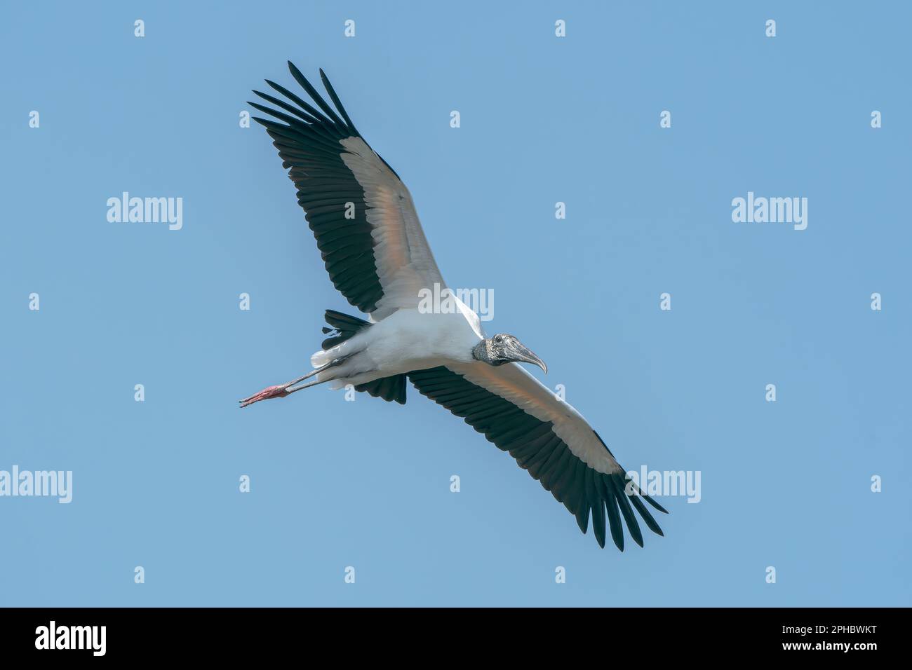wood stork, Mycteria americana, single adult flying over wetland ...