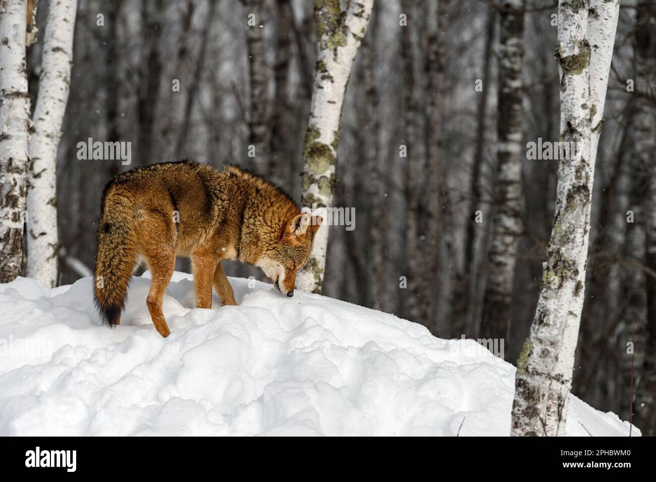 Coyote in the woods hi-res stock photography and images - Alamy