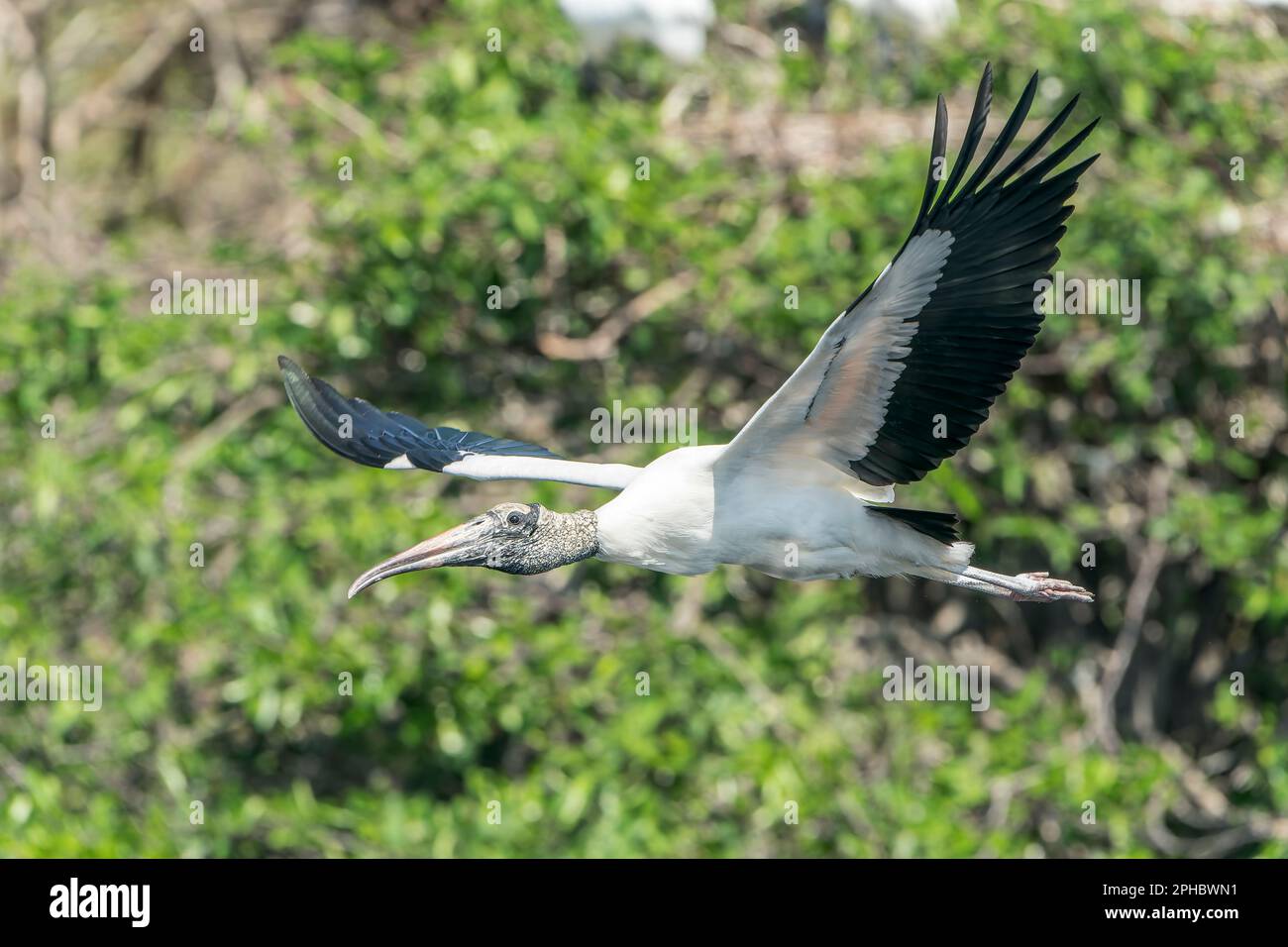 Flying with nesting material over breeding colony hi-res stock ...