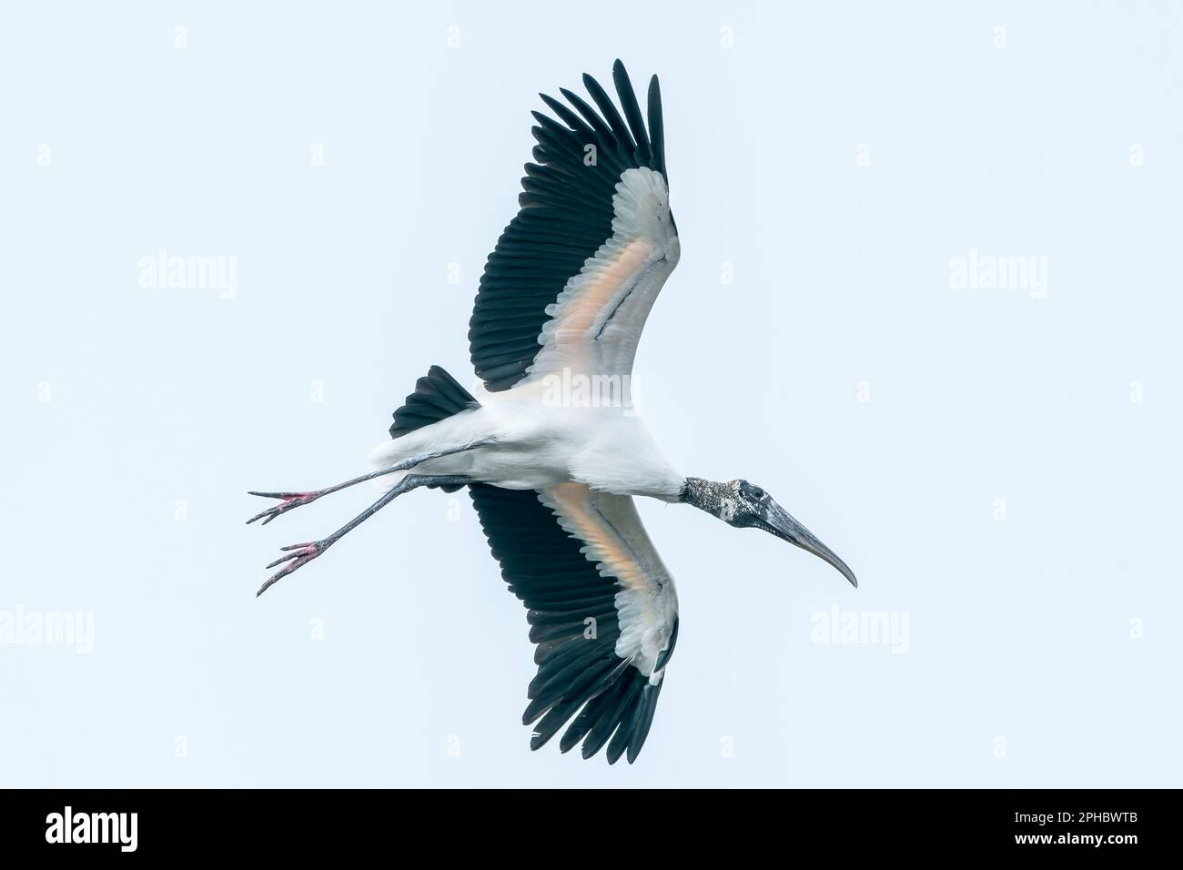 Wood stork stork mycteria americana usa florida bird nesting breeding ...